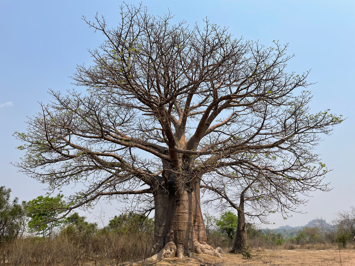 KAIBAE Baobab Super Fiber for Prebiotic Health & Beauty